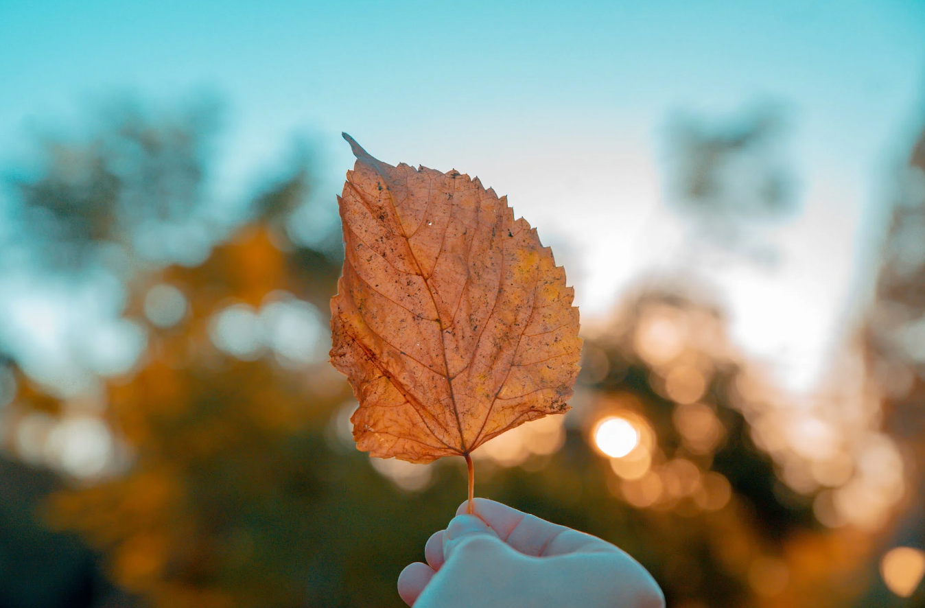 Green Your Autumn: 5 Eco-Friendly Fall Tips For Enjoying The Fall Outd ...